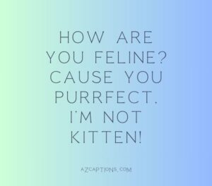70+ Cat Pick Up Lines with Funny Puns - Azcaptions